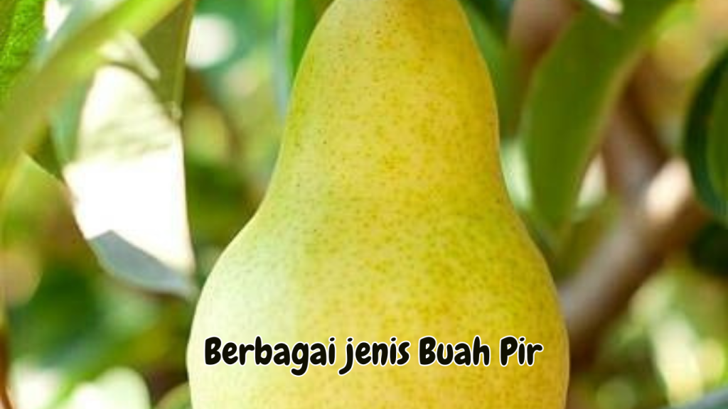 Kembangkan Gaya Hidup Sehat dengan Mengenal Manfaat Buah Pir - Accumini