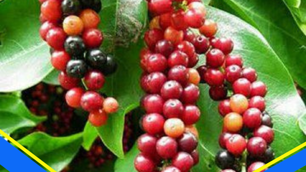 Serba Serbi dan 6 Manfaat Buah Buni Untuk Kesehatan, Beri Langka yang ...