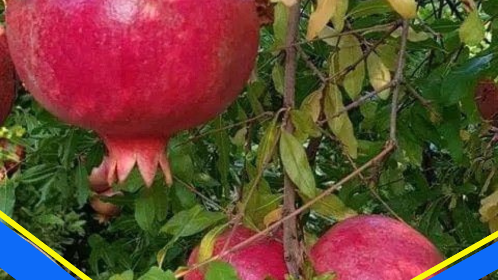 8 Manfaat Buah Delima Merah yang Perlu Kamu Tahu - Accumini