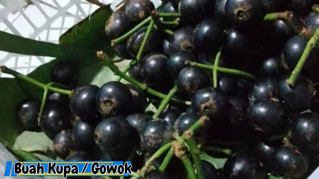 10 Manfaat Buah Gowok atau Kupa : Buah Eksotis dengan Sejuta Khasiat ...