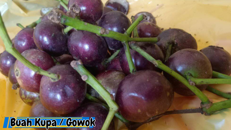 10 Manfaat Buah Gowok atau Kupa : Buah Eksotis dengan Sejuta Khasiat ...