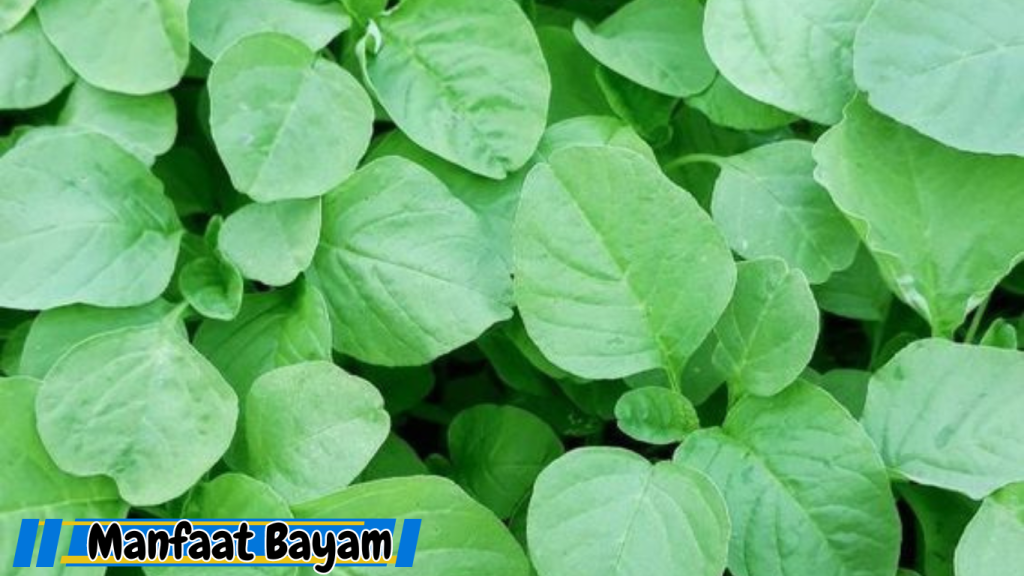 10 Manfaat Bayam Untuk Kesehatan dan Menjadi Hidangan Sehari-Hari ...