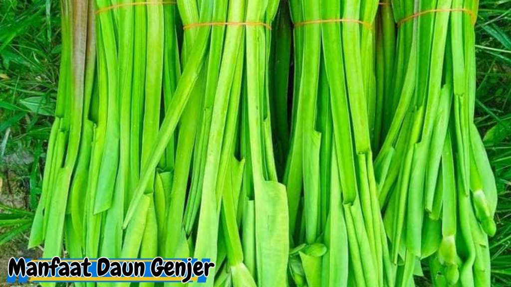 7 Manfaat Daun Genjer untuk Kesehatan Tubuh Anda - Accumini