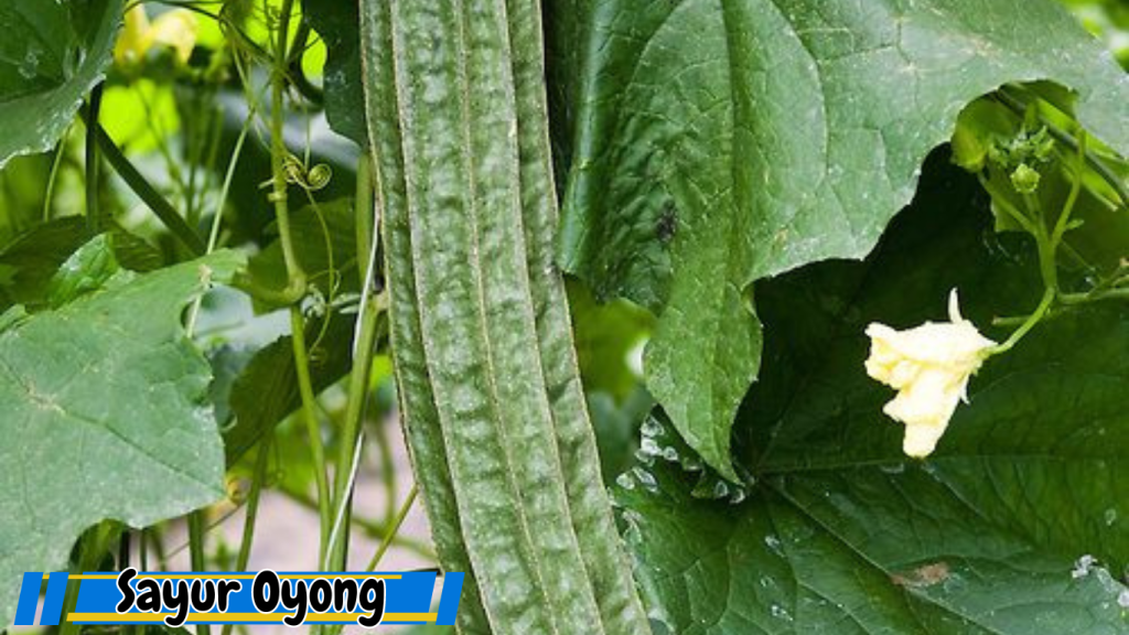 10 Manfaat Oyong Untuk Kesehatan - Accumini