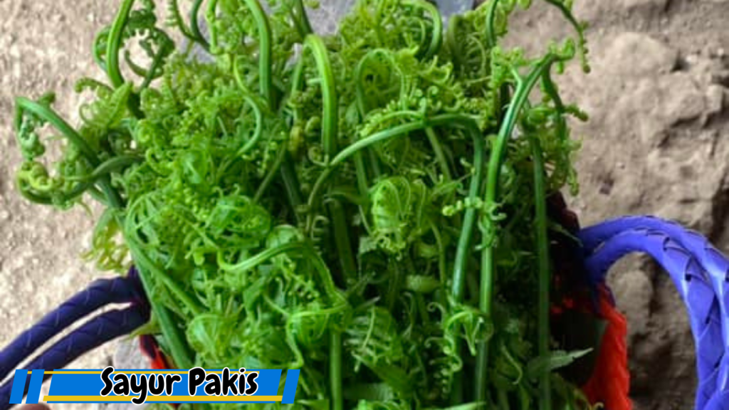 7 Manfaat Sayur Pakis bagi Kesehatan, Kamu Harus Tahu Ini - Accumini