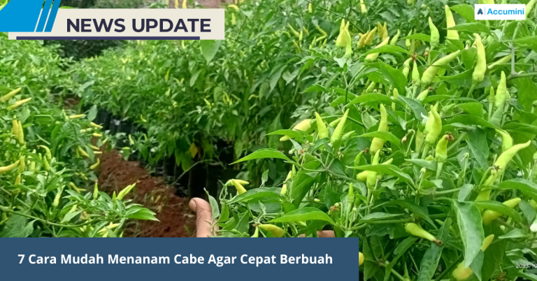 7 Cara Mudah Menanam Cabe Agar Cepat Berbuah - Accumini